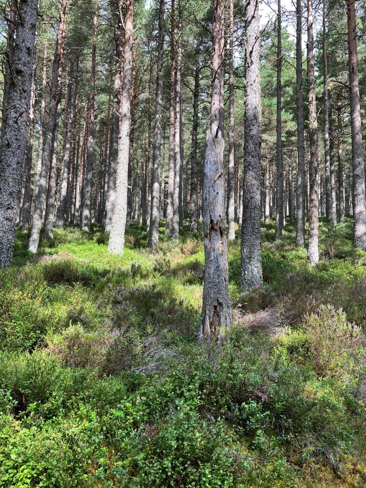 How to Photograph Trees and Forests - Our Top Tips – Photography Revision
